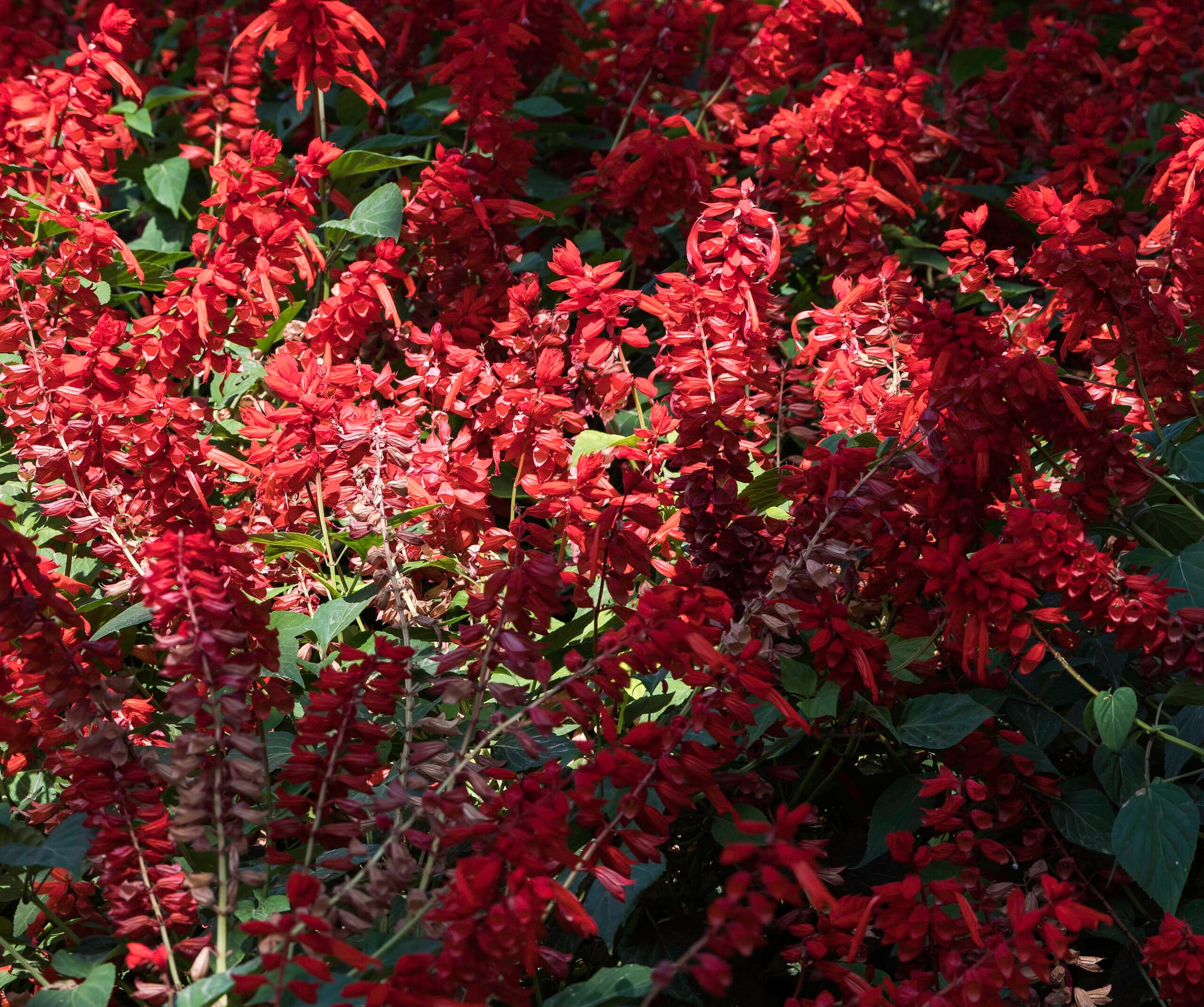 Flores de La Alhambra II - Kirk P. Conrad