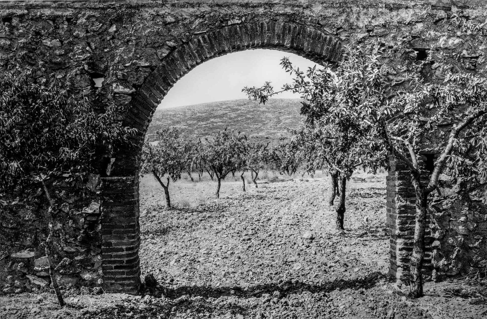 Roman Wall and Almond Trees - Kirk P. Conrad
